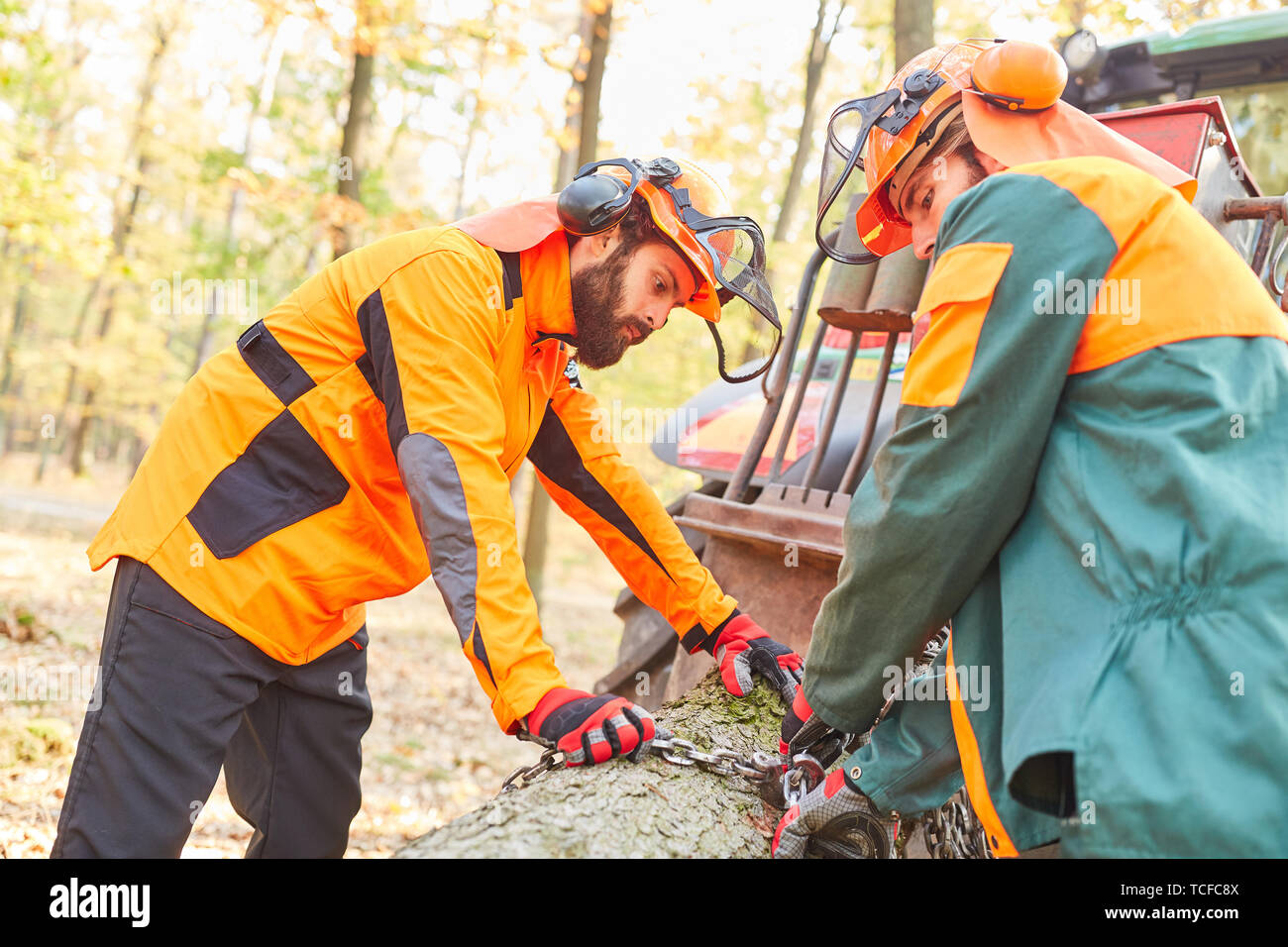 Two forest workers after harvesting at the back of the tree with ...