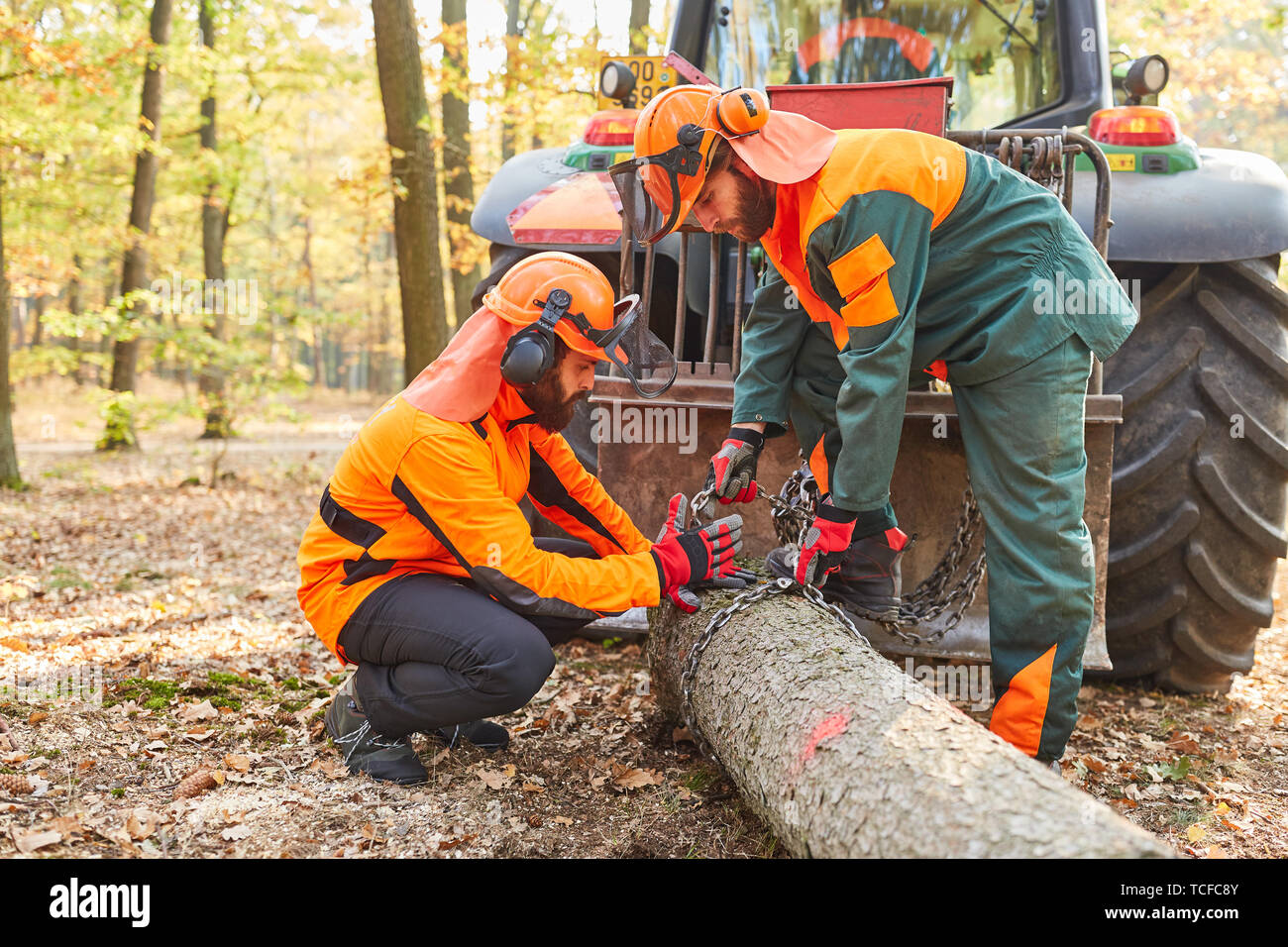 Two forest workers attach a log to the forwarder at the wooden back ...