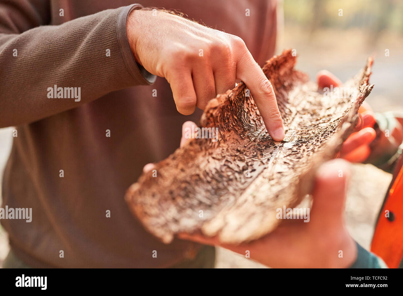 Forester points to tree bark with bark beetle infestation in pest ...