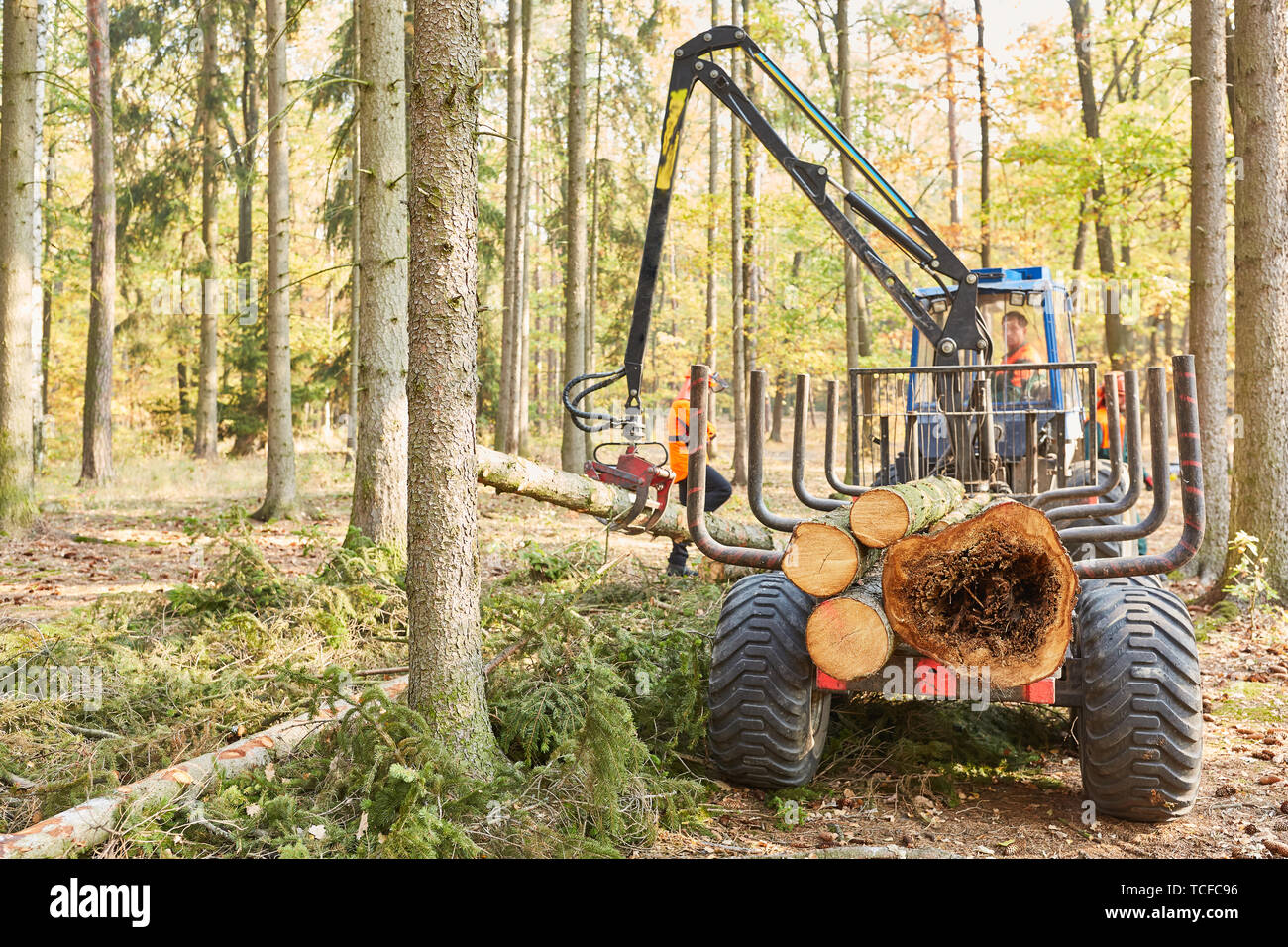 Forestry crane lifts tree trunk on long wooden cart during the wood ...