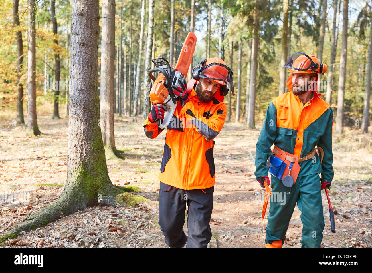 Forest workers as a lumberjack with chainsaw on the way to the tree ...