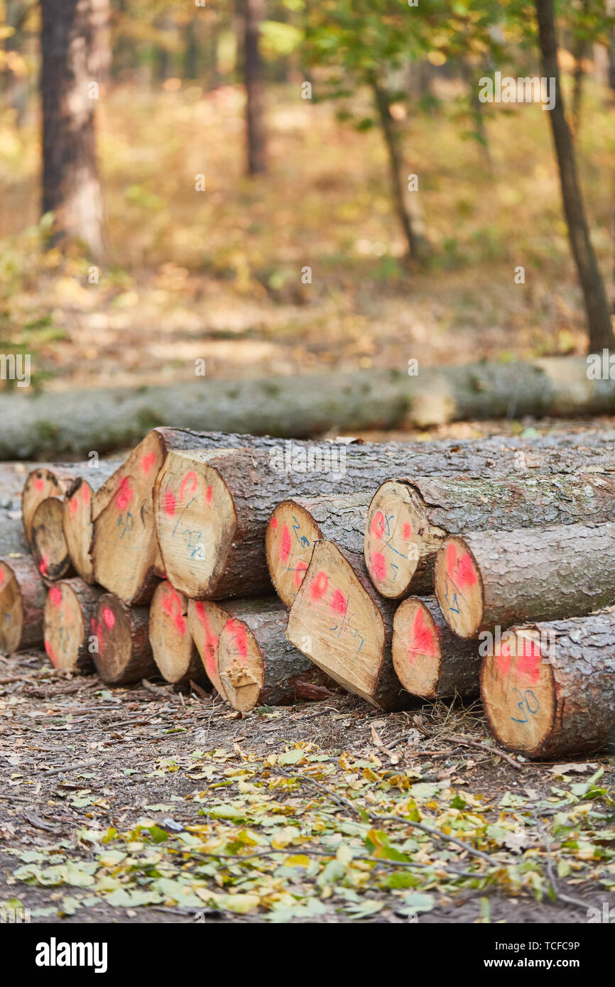 Felled tree trunks with red marker for sustainable forestry Stock Photo ...