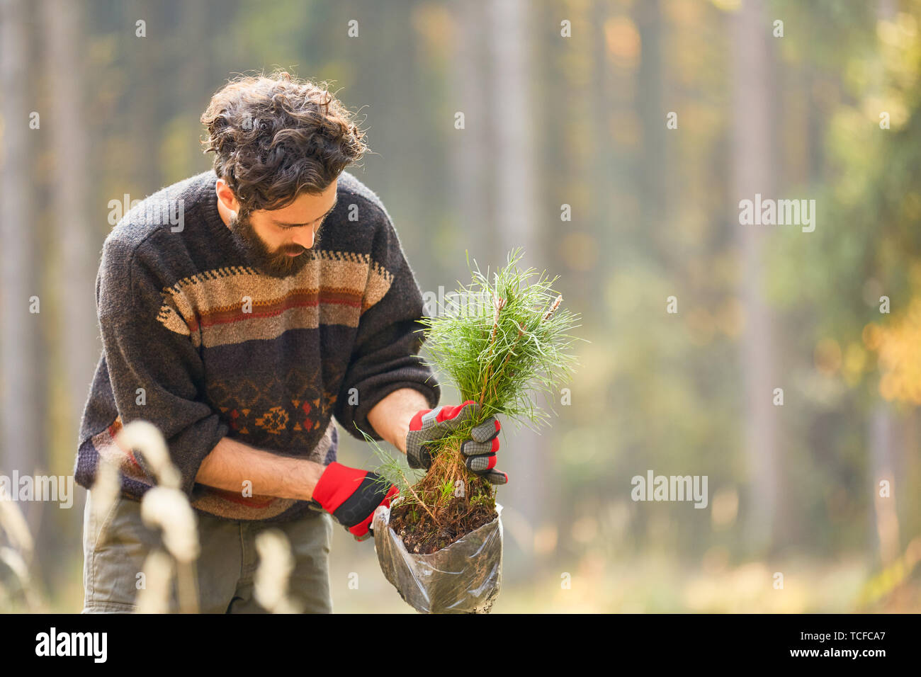 Forest worker or forest ranger while reforging in the forest with a ...