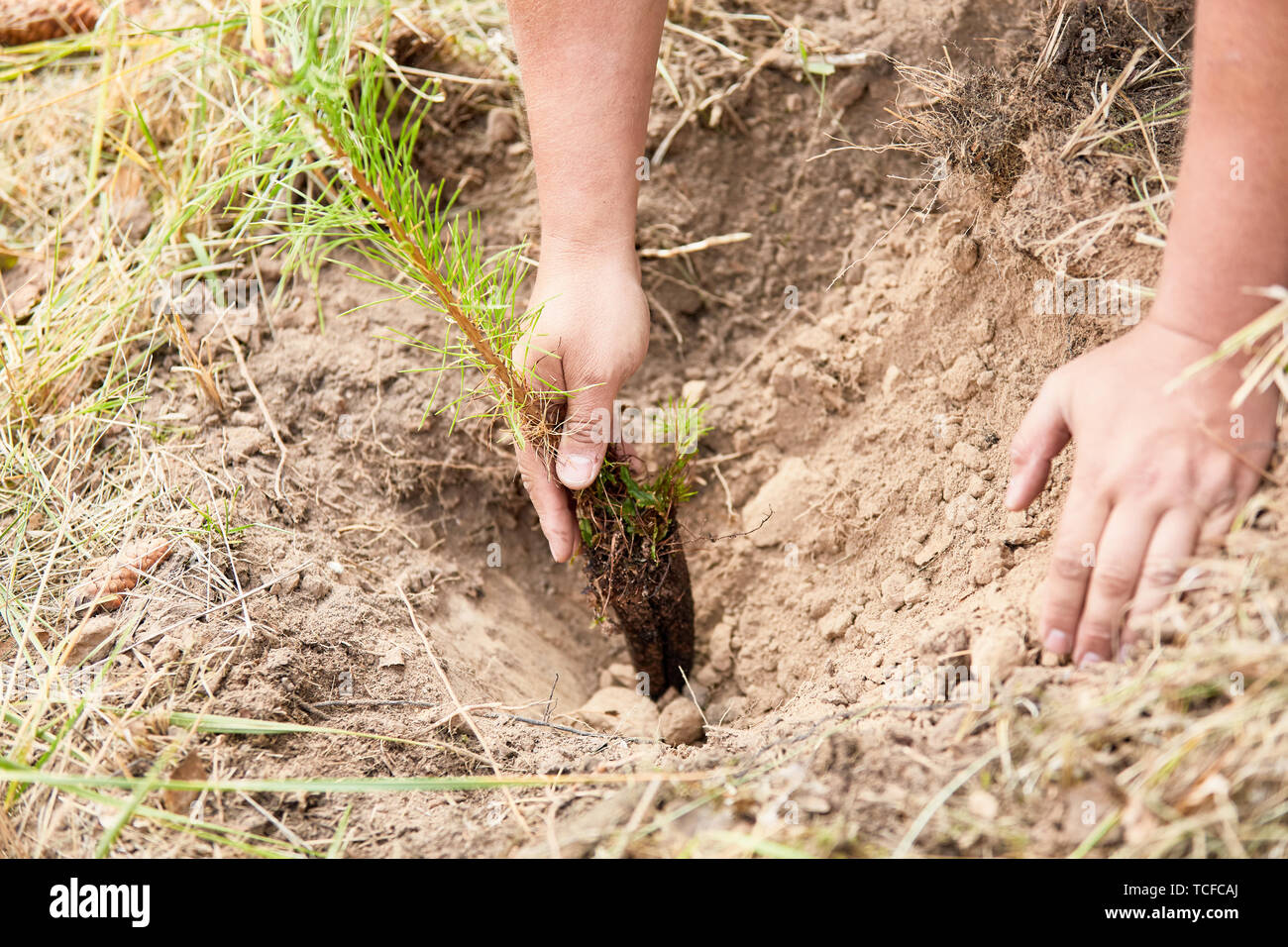 Hand with tree seedling hi-res stock photography and images - Alamy