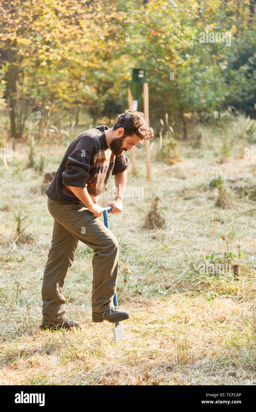 Forester or farmer is digging a plantation for reforestation in the ...