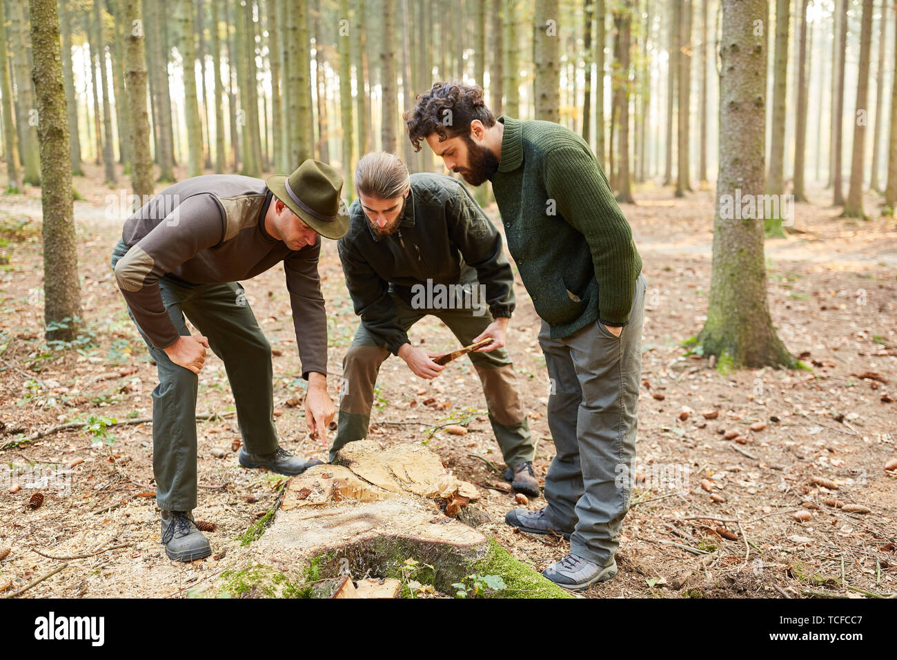 Forester in training analyze tree damage caused by pest infestation ...