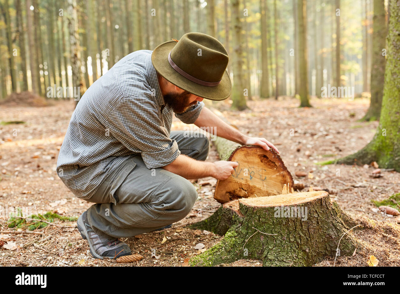 Forester or forest farmer in the forest marks a felled tree in the wood ...