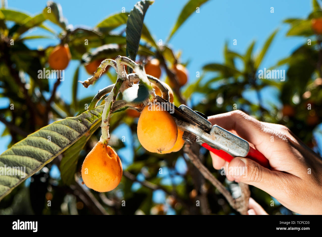Loquat tree hi-res stock photography and images - Alamy