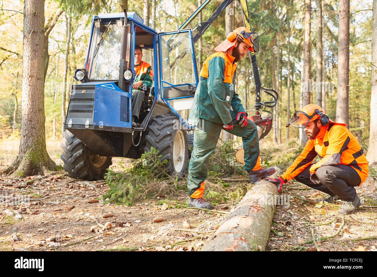 Forest workers with forwarders fell by the tree and transport tree ...