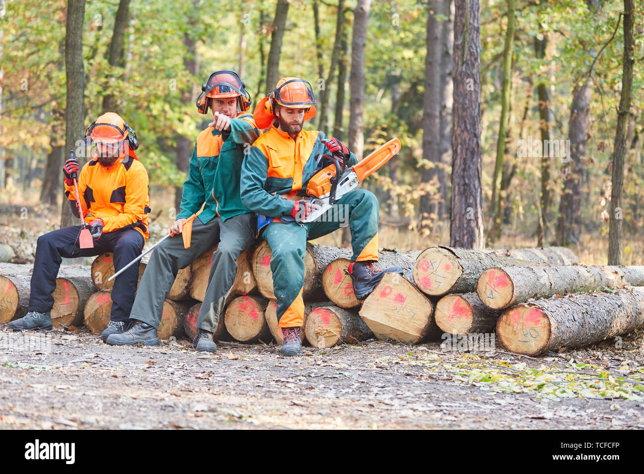 Lumberjack team takes break at the wood harvest on a stack of tree ...