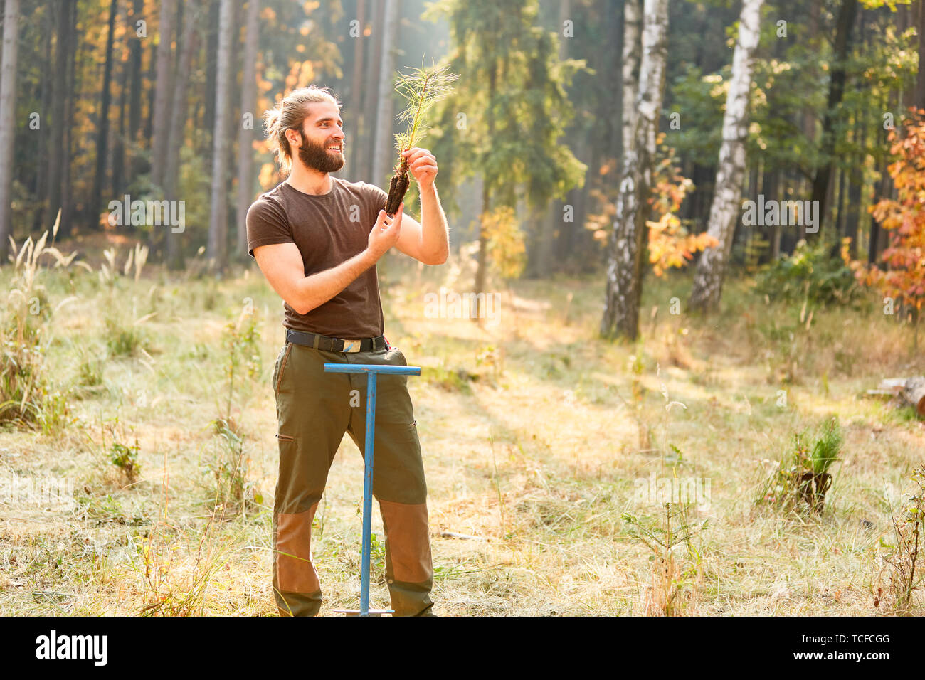 Young forestry or forester plants a pine seedling for forest ...