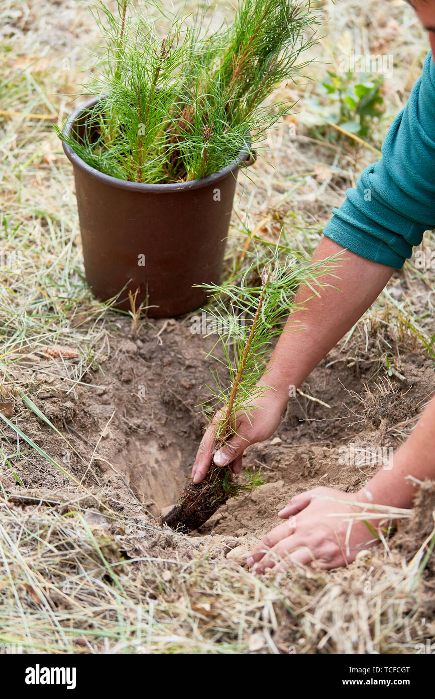 Hand plants pine seedlings in nursery or in the forest during a ...