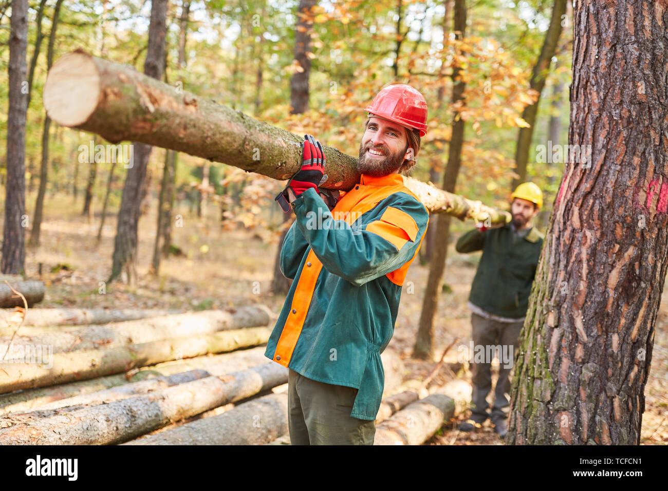 Two forest workers transport a tree trunk while harvesting wood in the forest Stock Photo - Alamy