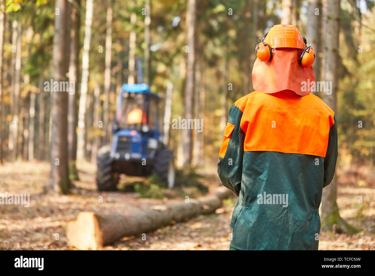 Forest worker in protective clothing observes forwarders at the wooden ...
