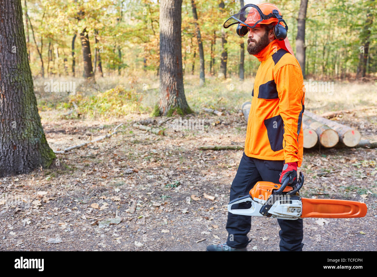 A man as a woodcutter and forest worker with chainsaw at the tree fell ...