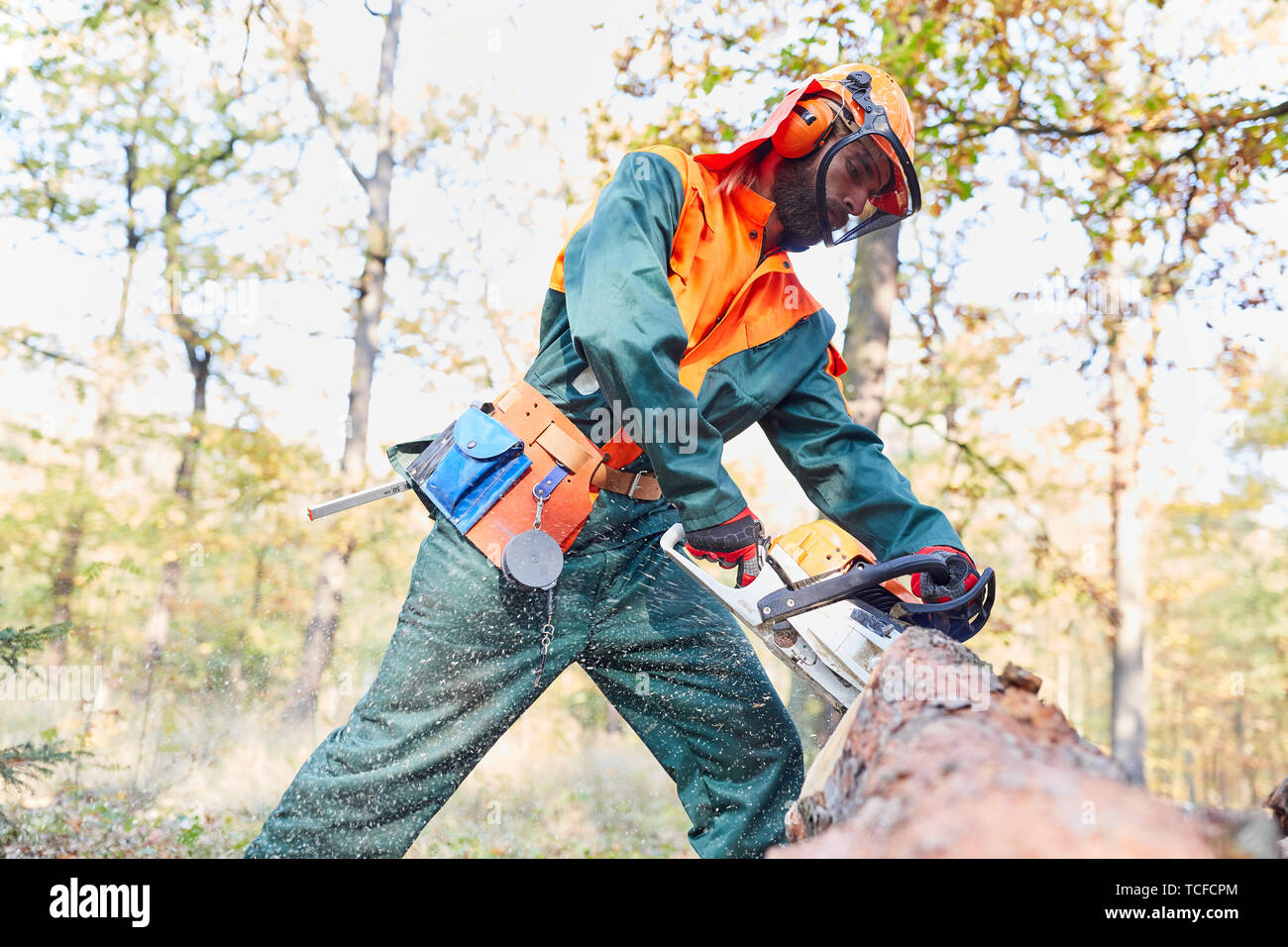 Forest farmer as a forest worker at the tree fell in the forest with ...