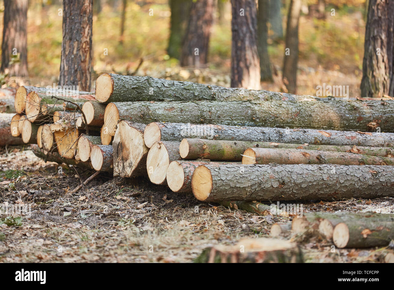 Tree trunks as a long wood pile in the sustainable timber harvest in ...