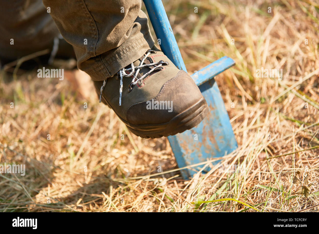 Forest worker digs a planting hole with the spade during reforestation ...