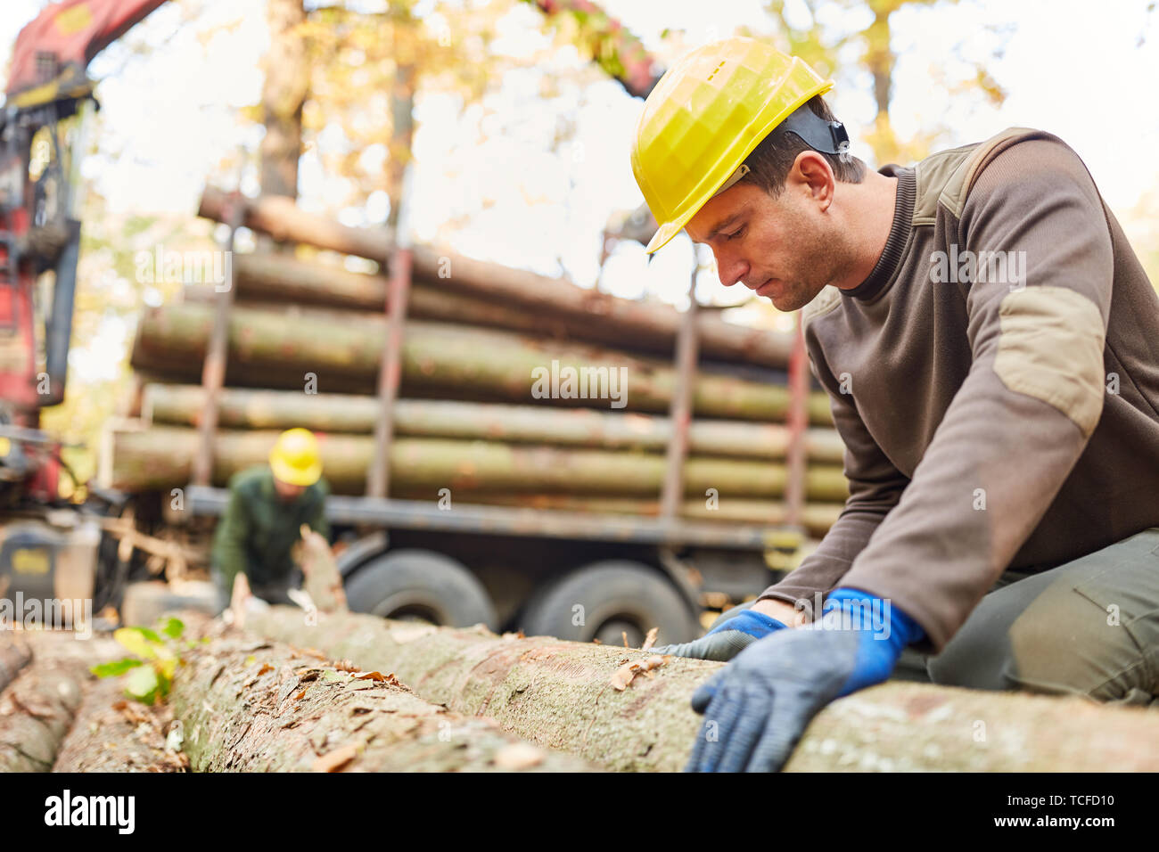 Long timber hi-res stock photography and images - Alamy