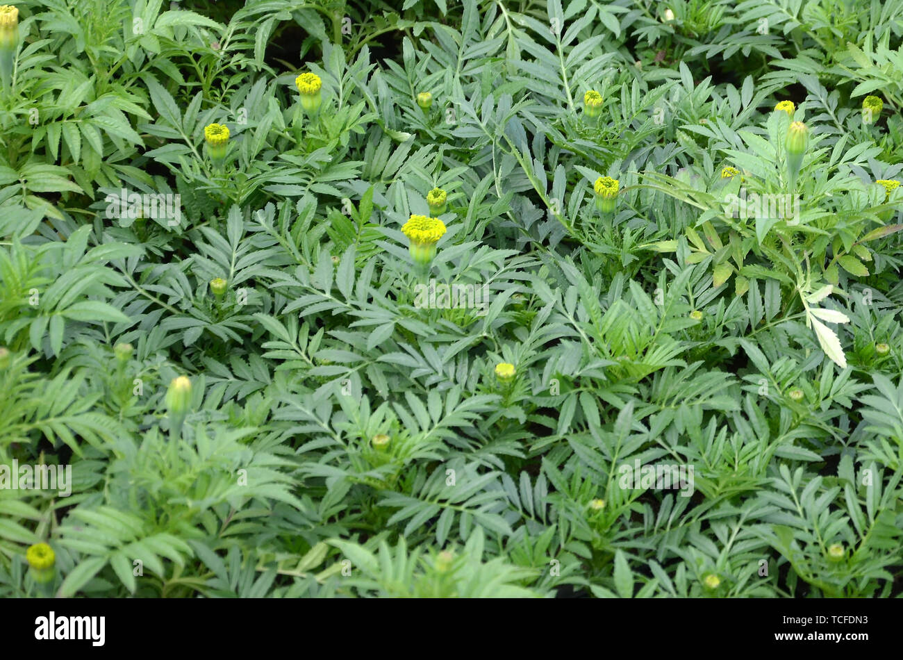 Unblossomed flower hi-res stock photography and images - Alamy