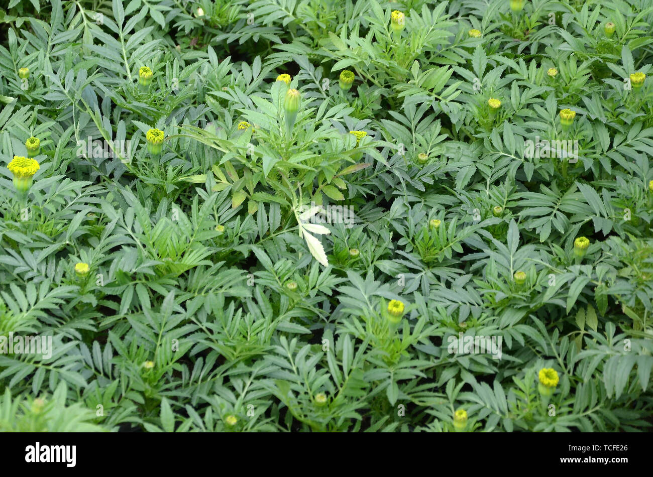 Unblossomed flower hi-res stock photography and images - Alamy