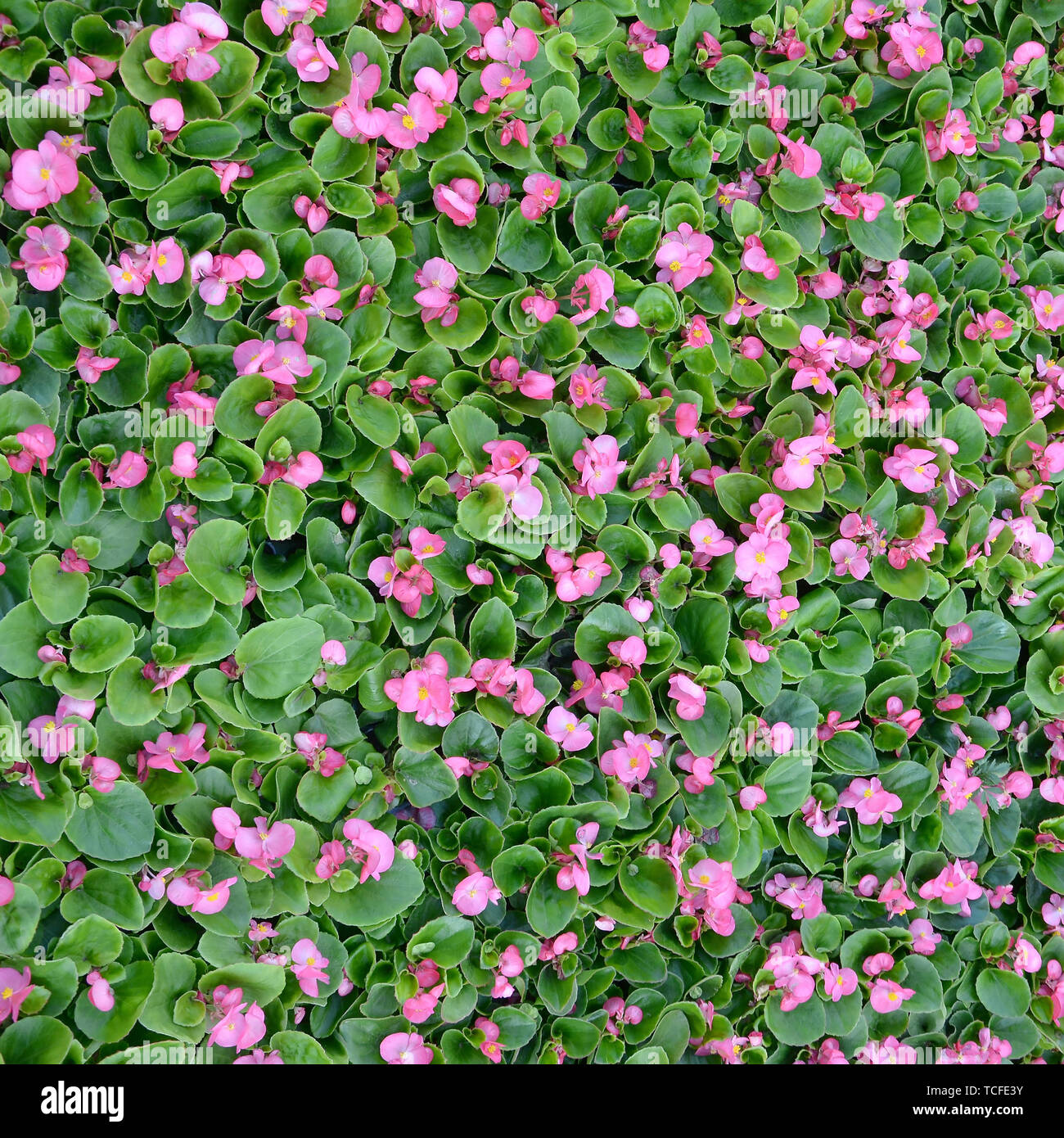 Cover photo of pink begonia flowers. Floral pattern. Flower background ...