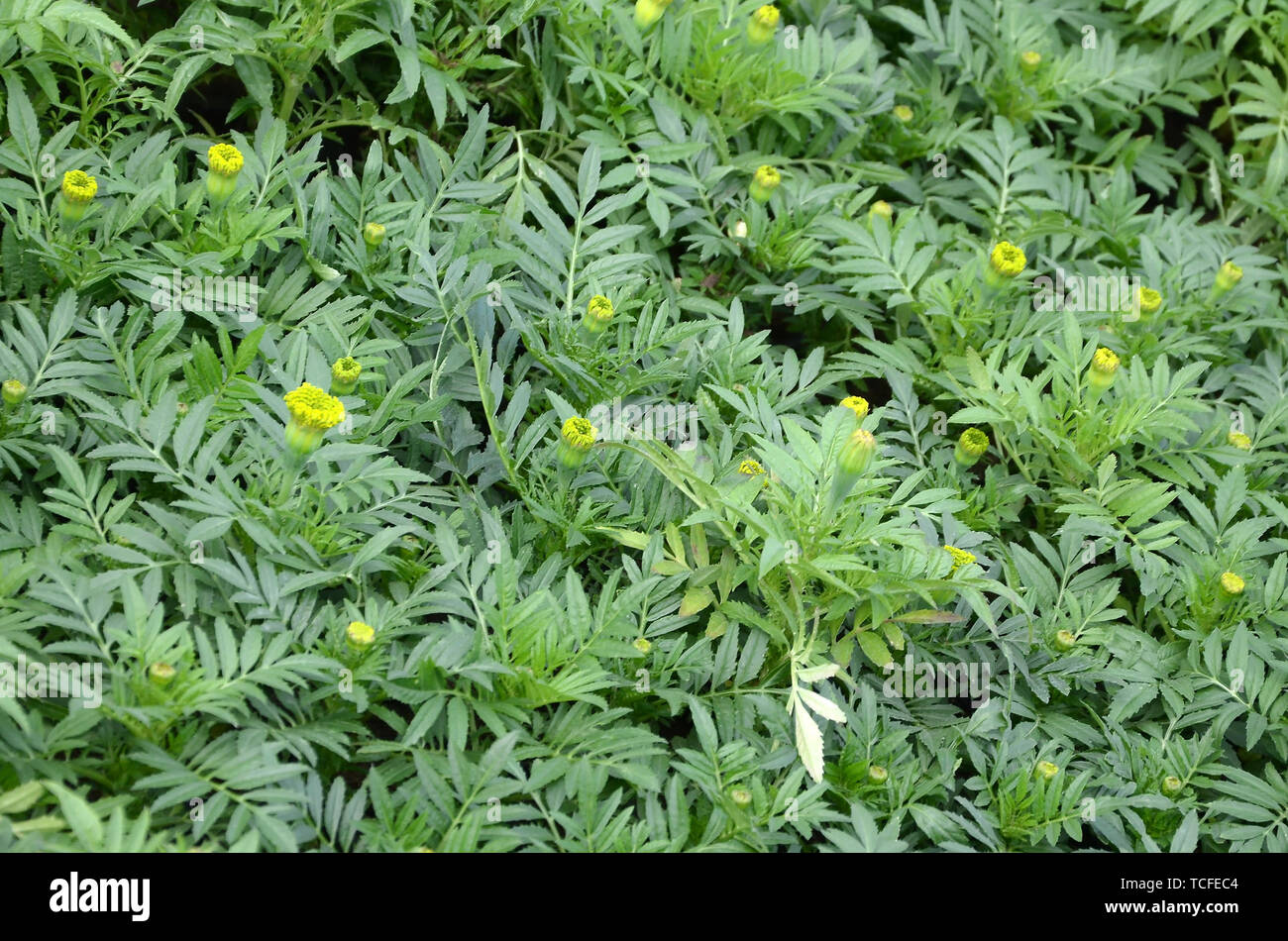 Unblossomed flower hi-res stock photography and images - Alamy