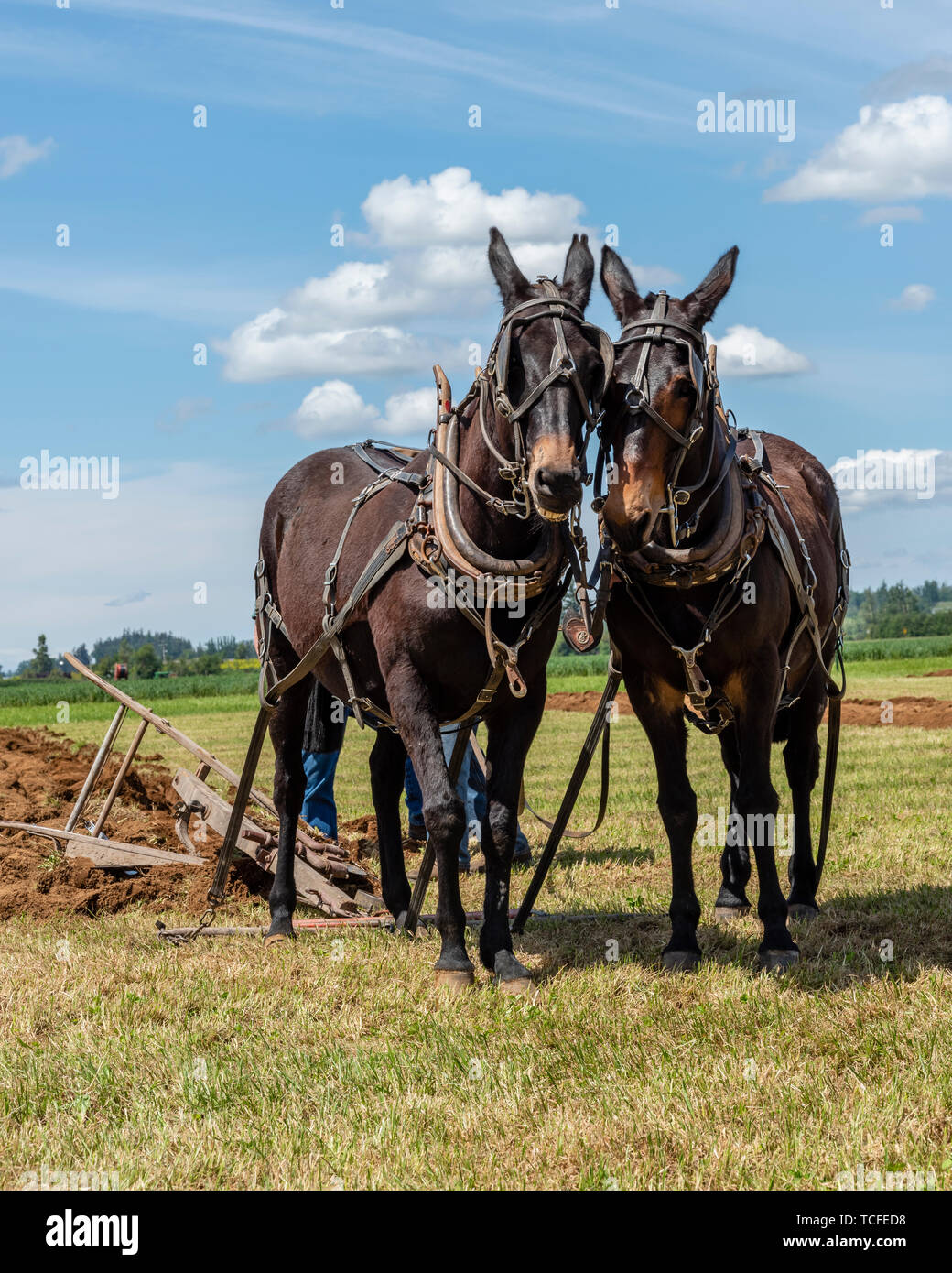 Mule plough hi-res stock photography and images - Alamy