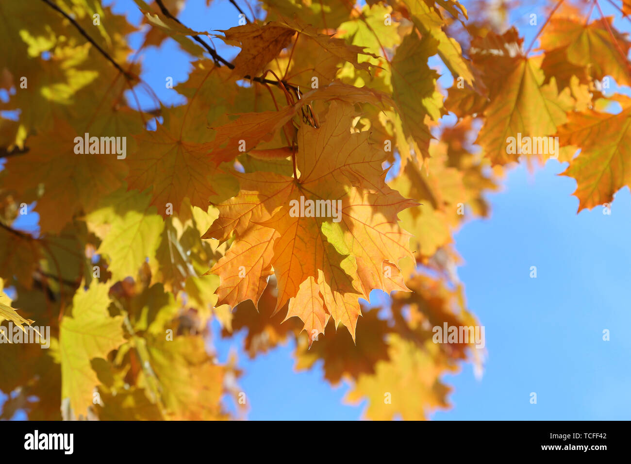 Branch of maple tree hi-res stock photography and images - Alamy