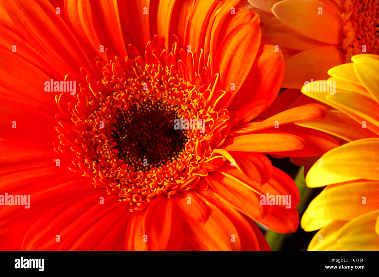 Gerber flowers hi-res stock photography and images - Alamy