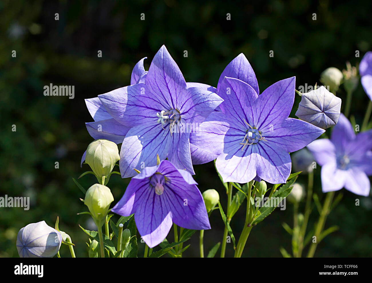 Balloon flowers (Platycodon grandiflorus) in garden Stock Photo - Alamy