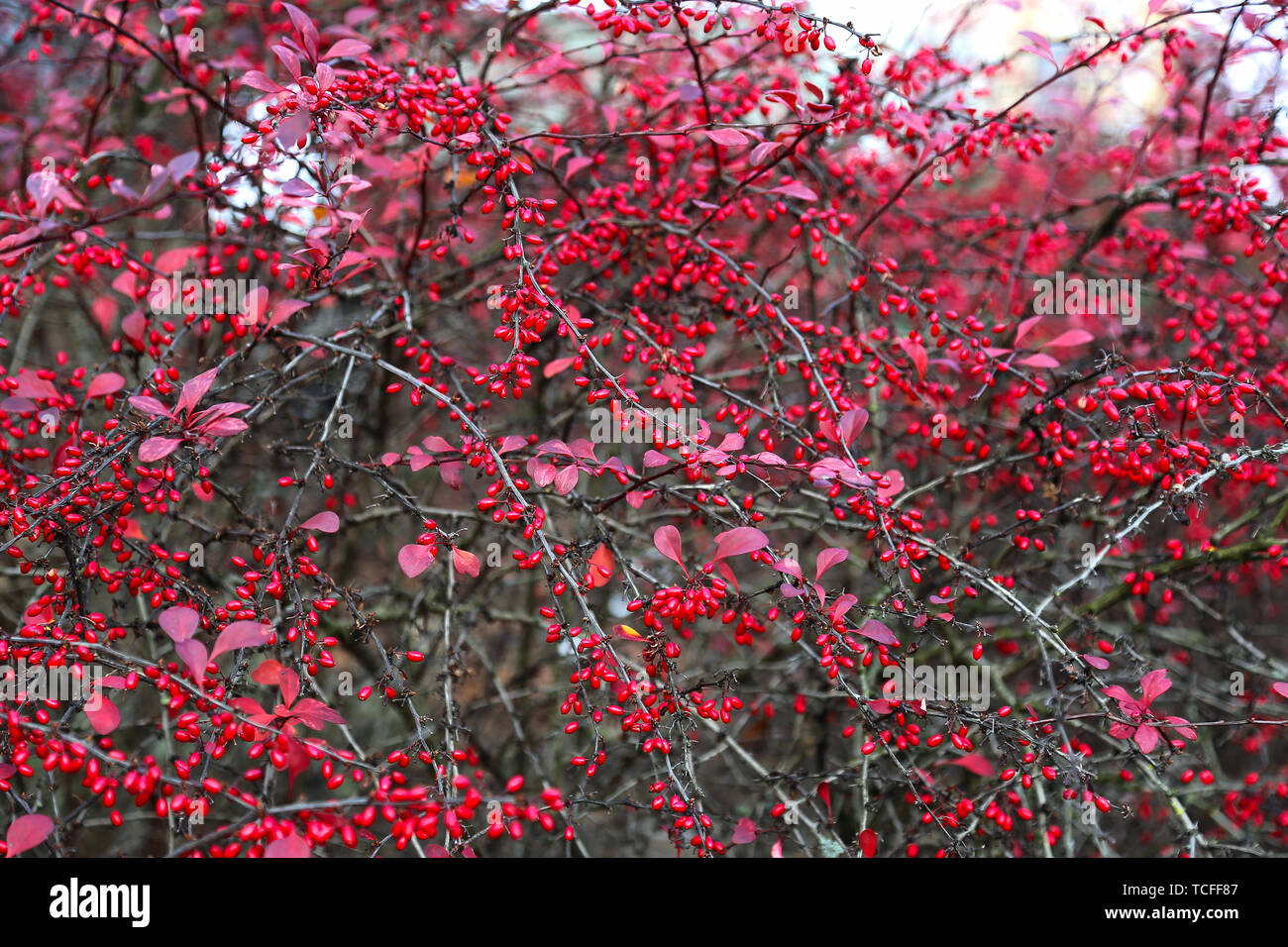 Barberry berries autumn hi-res stock photography and images - Alamy