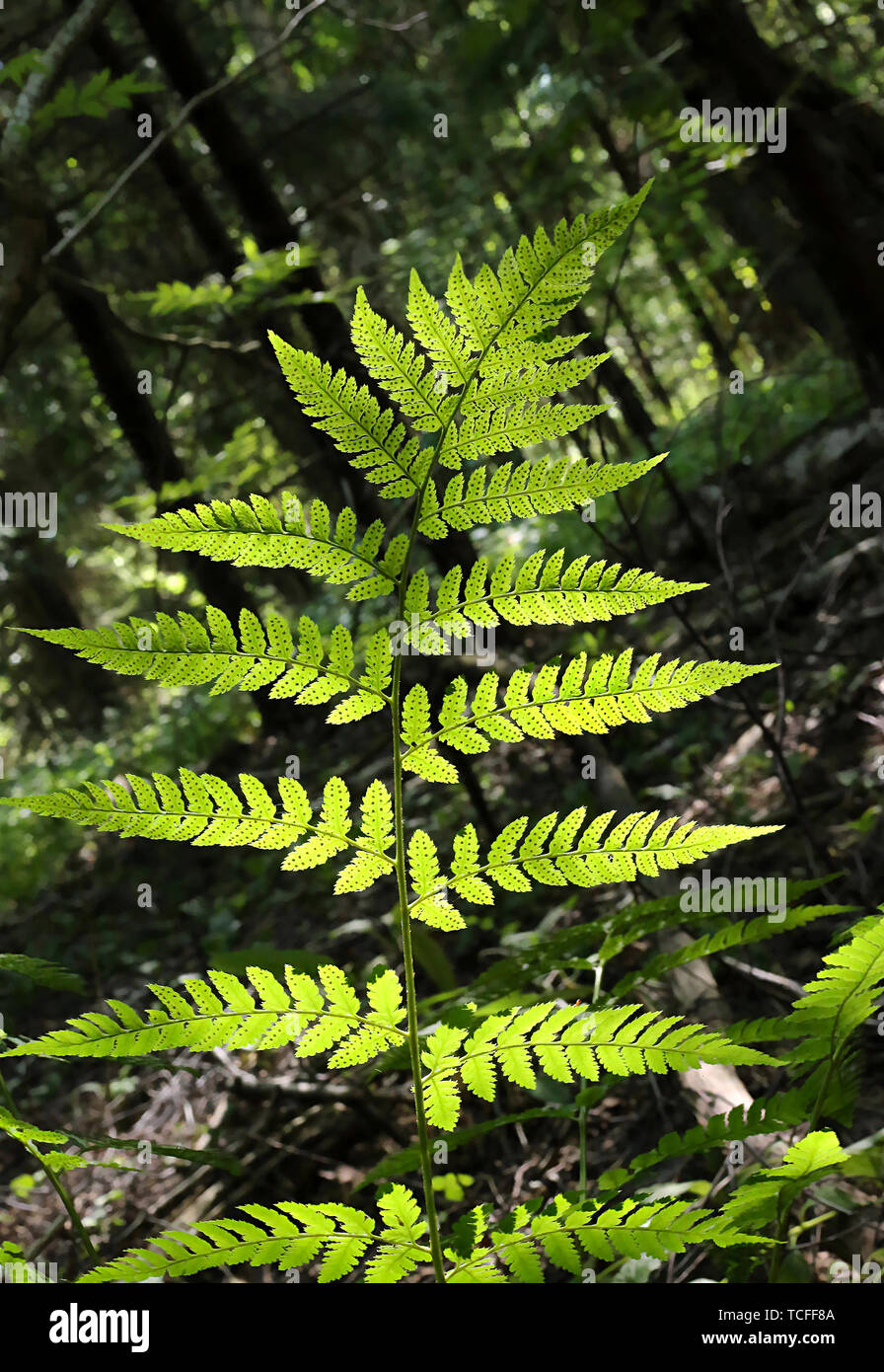Fern branch and sunlight hi-res stock photography and images - Alamy