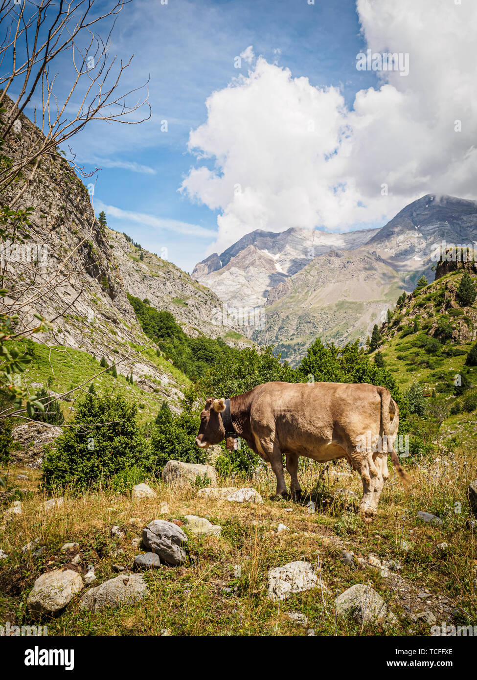 Cow in the valley of Bujaruelo in the Pyrenees of Spain Stock Photo - Alamy