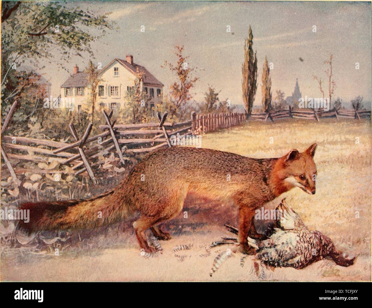 Gray Fox Animal Drawing