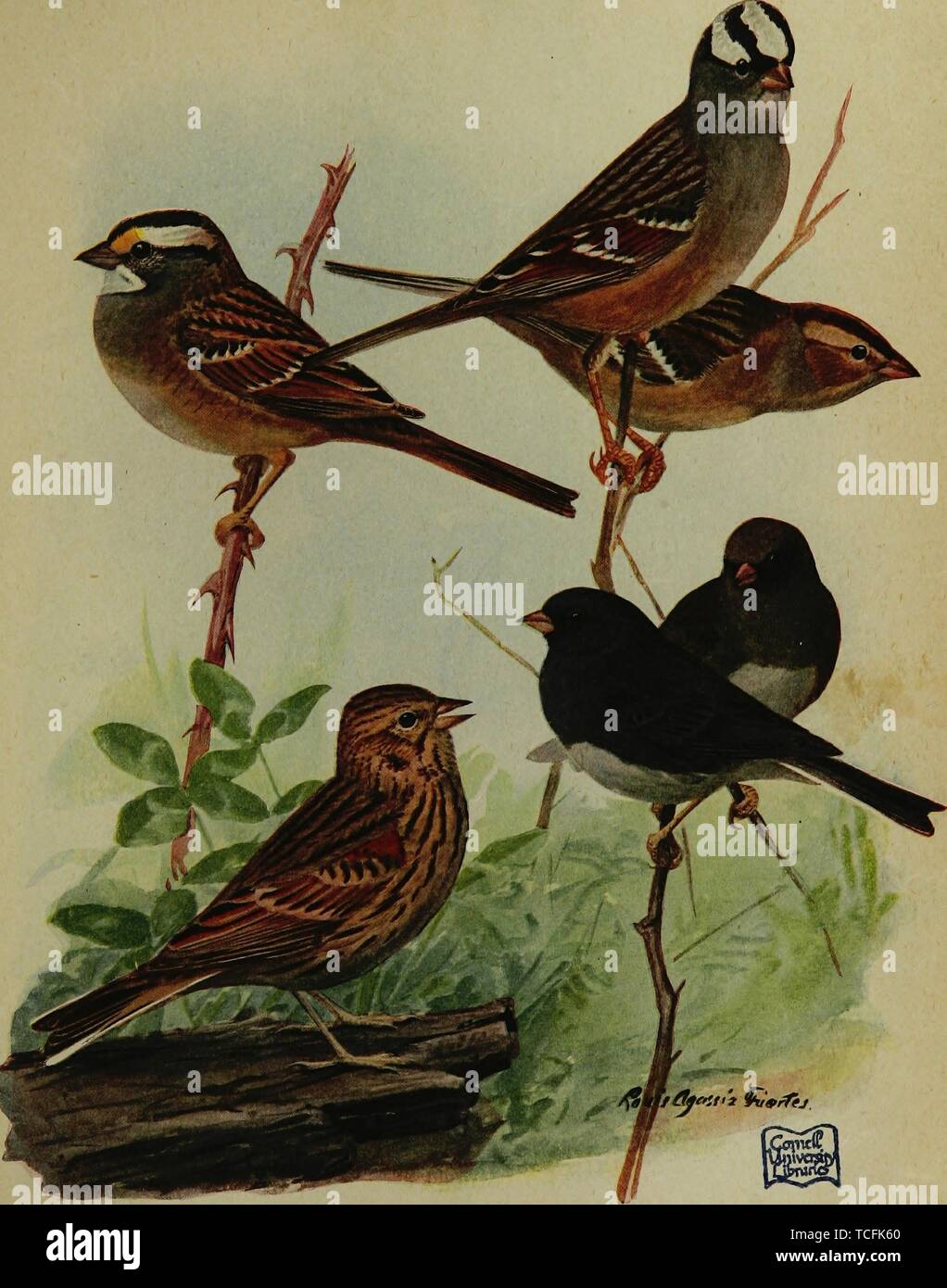 Engraved drawing of the Sparrows, White-throated Sparrow (Zonotrichia ...