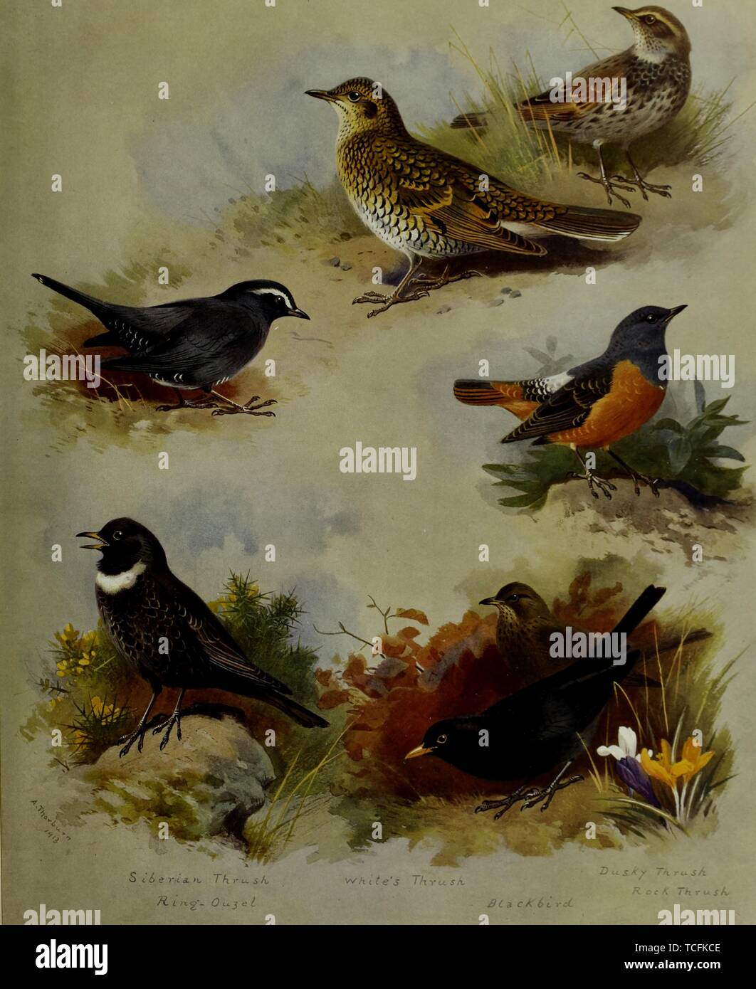 Turdus merula illustration hi-res stock photography and images - Alamy