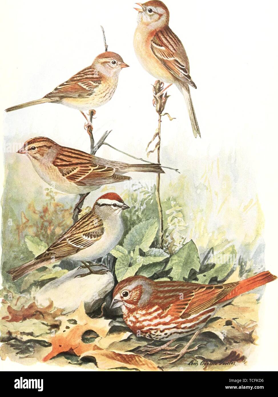 Drawing of the fox sparrows hi-res stock photography and images - Alamy