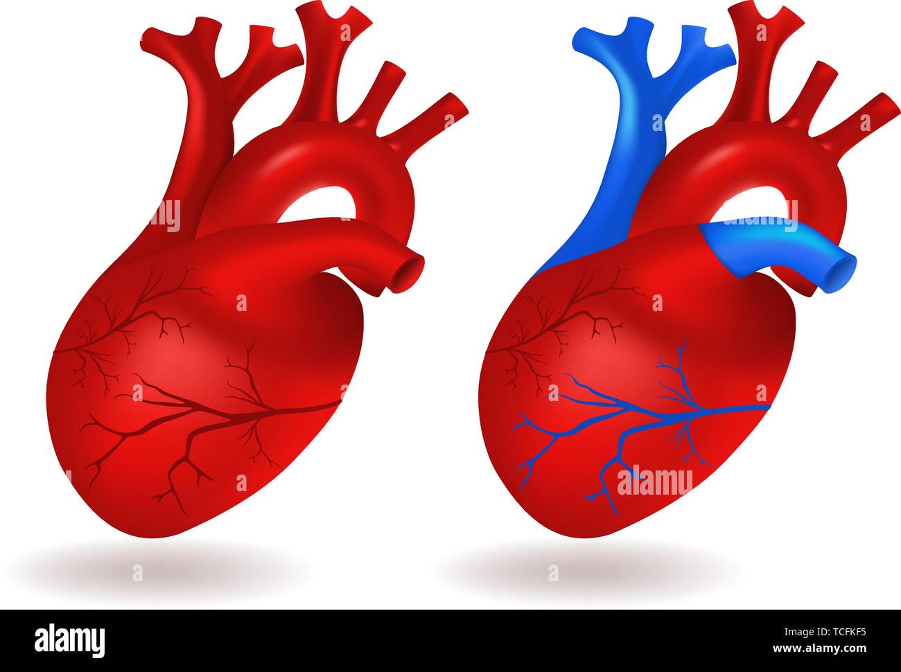 Human heart model hi-res stock photography and images - Alamy