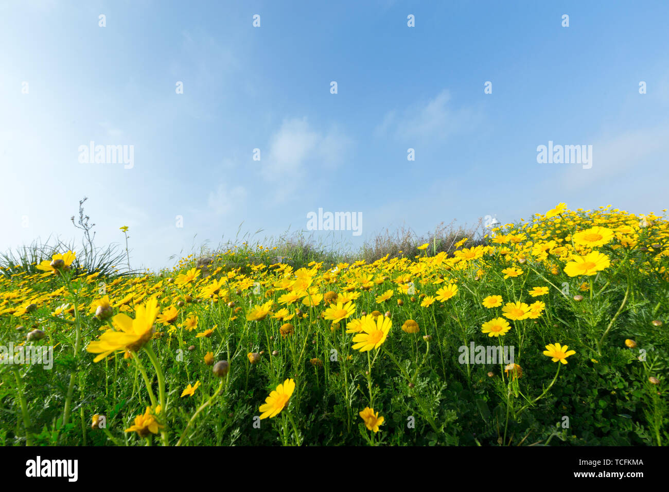 Spring background with beautiful yellow flowers Stock Photo - Alamy