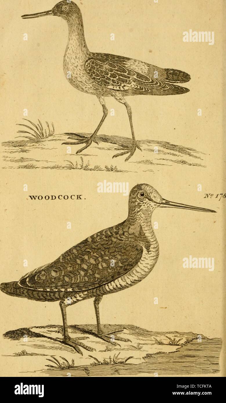 Engraved drawing of the Redshank (Tringa totanus) and Eurasian Woodcock ...