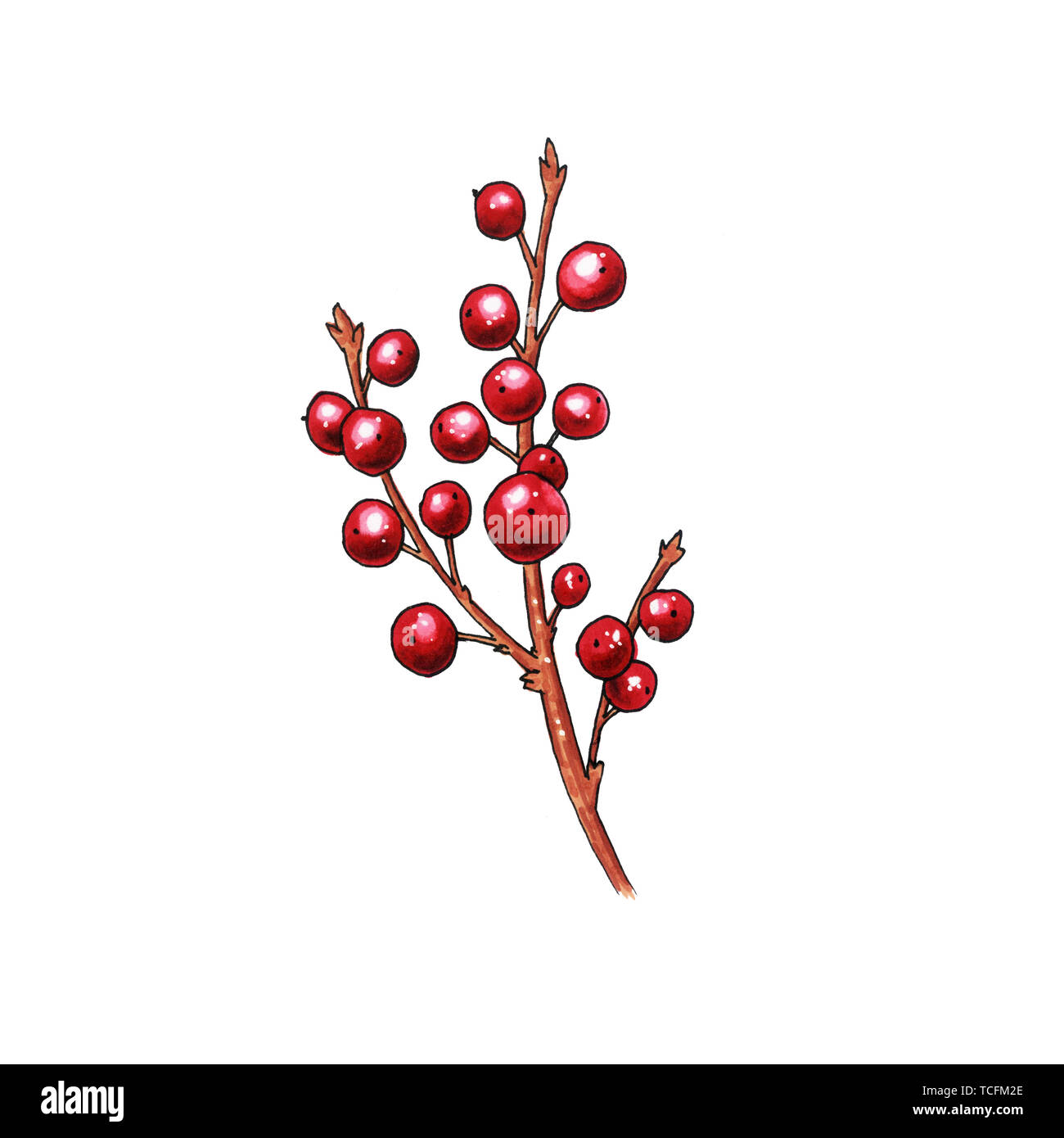 Christmas berry holly or ilex. Red xmas branch with red berries. Winter ...