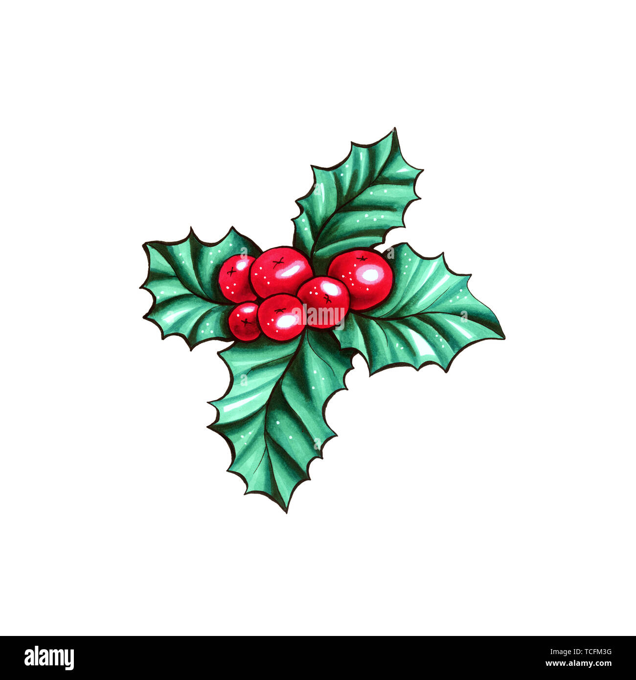 Christmas berry holly or ilex. Red xmas branch fruit. Winter aquifolium ...