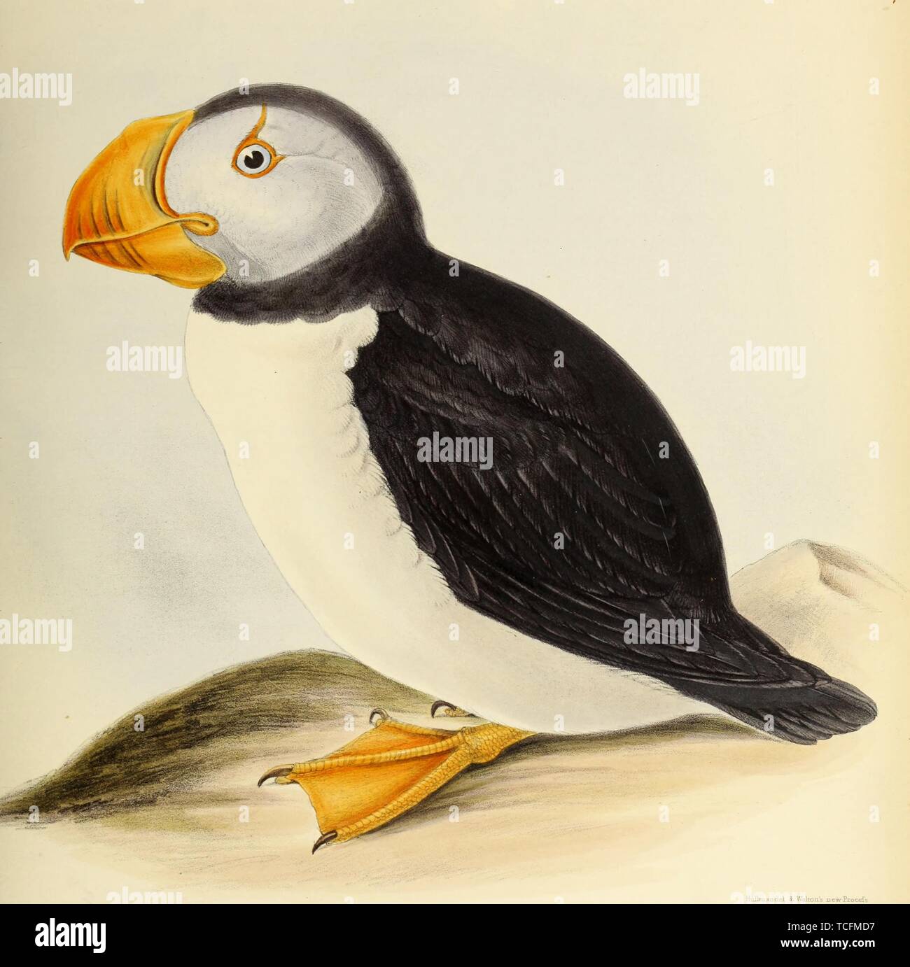 How To Draw A Horned Puffin Horned Puffin | North Carolina Zoo