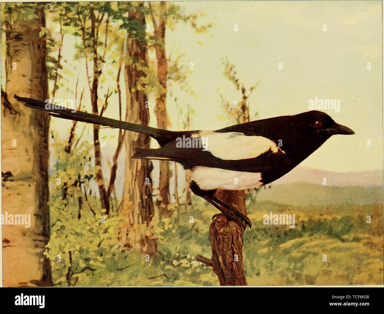 Eurasian Magpie Drawing