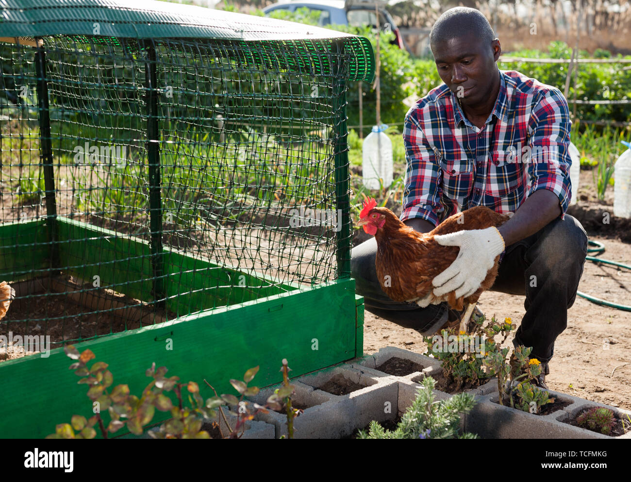 Happy Black Man With Chicken