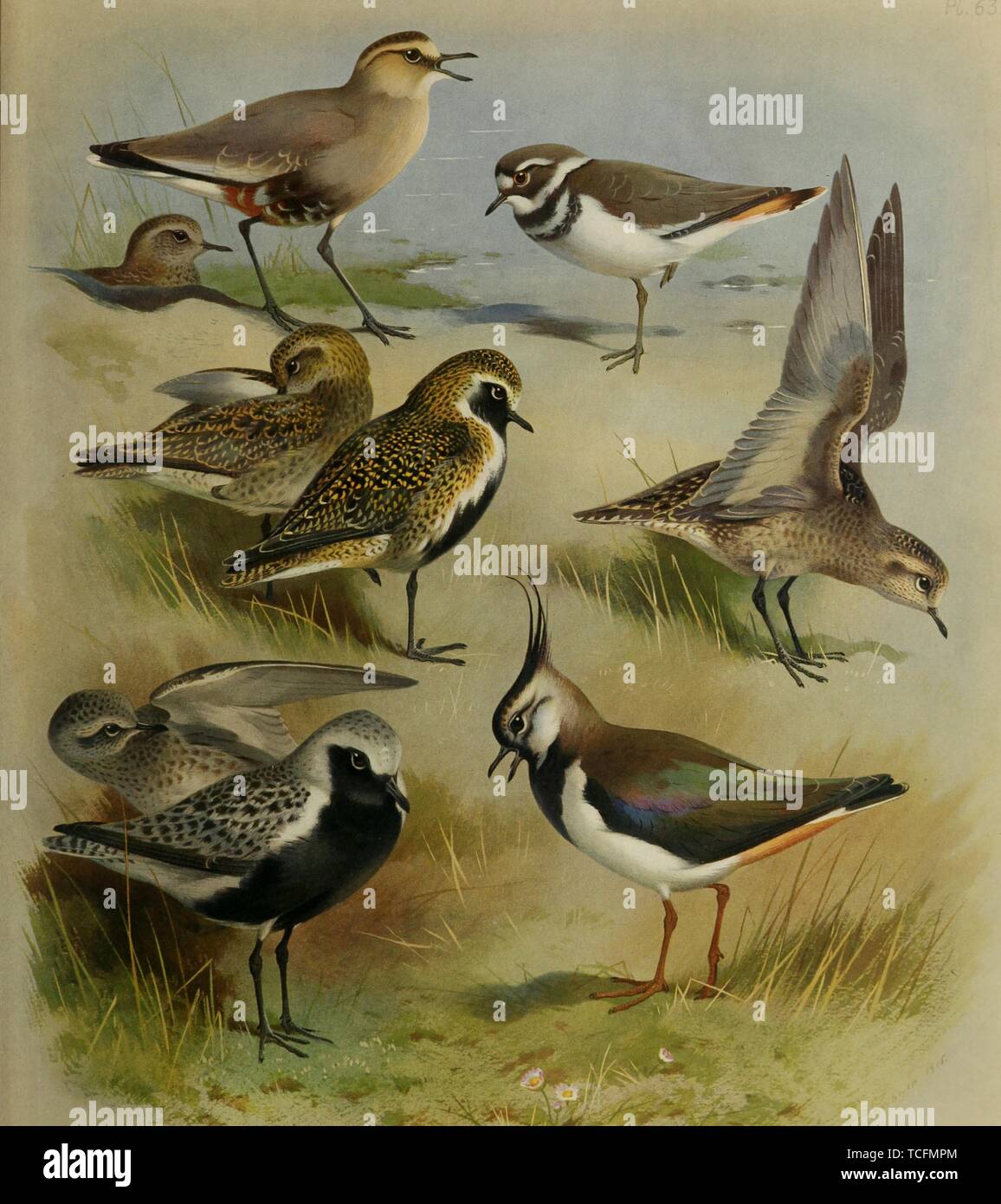 Drawings of the plovers hi-res stock photography and images - Alamy