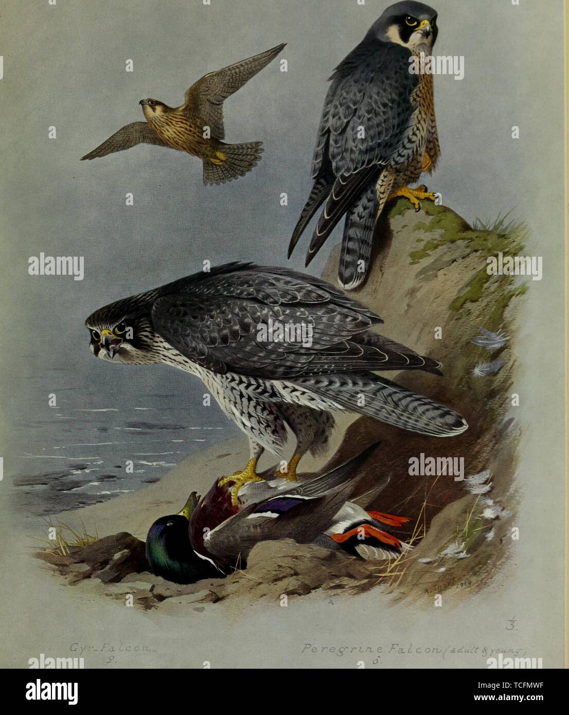 Engraved drawings of the Gyrfalcon (Falco rusticolus) and Peregrine ...