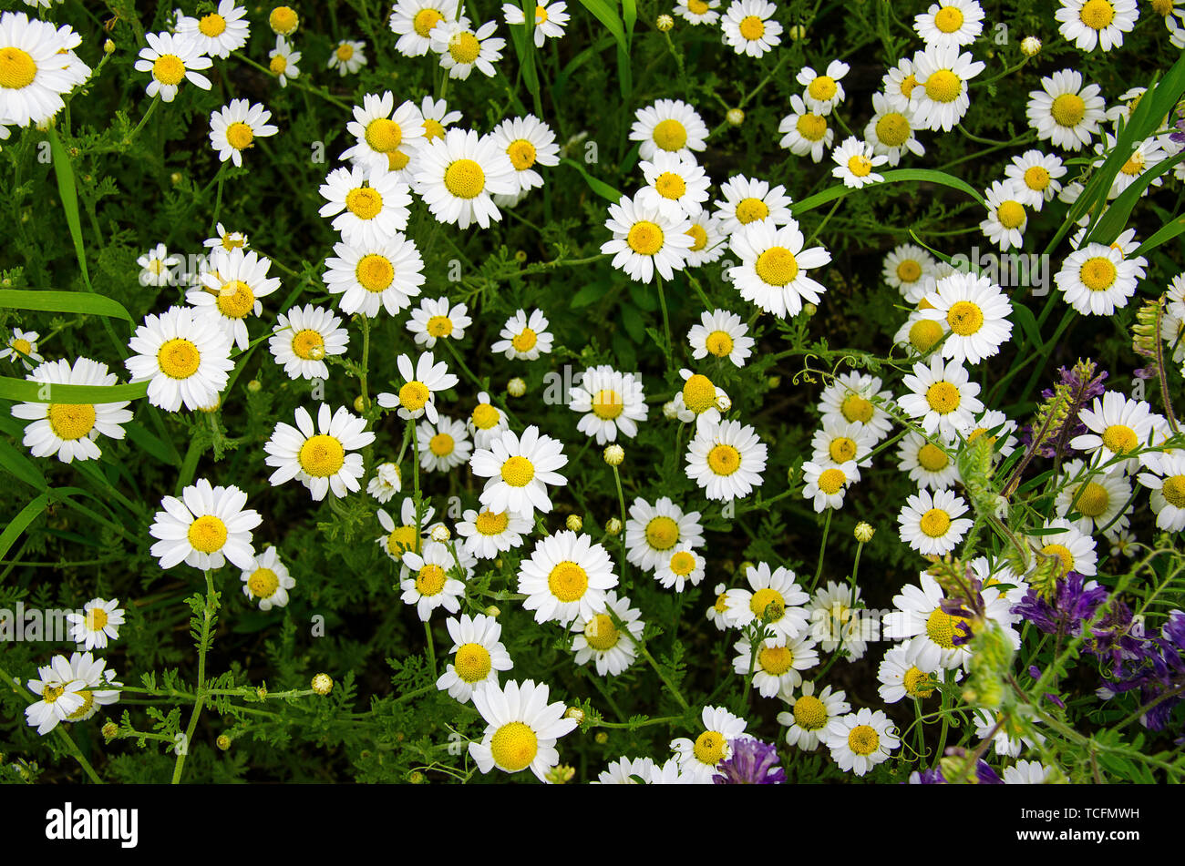 Medicinal herbs: White field daisy with green leaves grows in the open ...