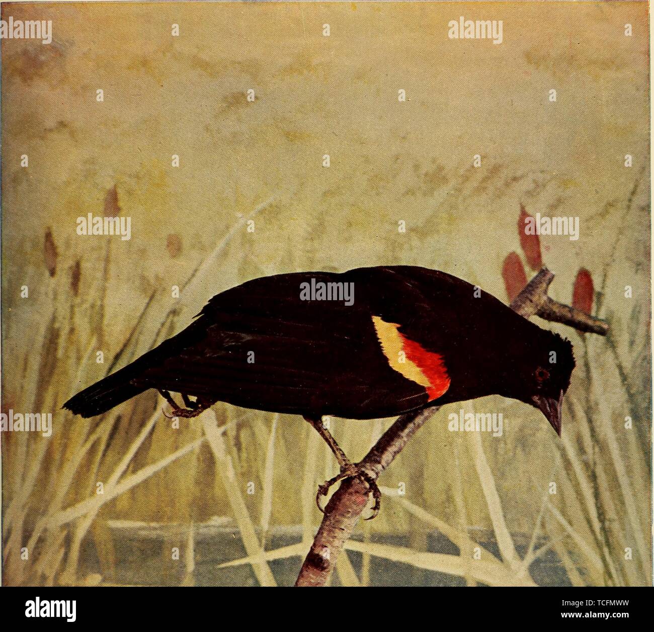 Blackbird illustration hi-res stock photography and images - Alamy